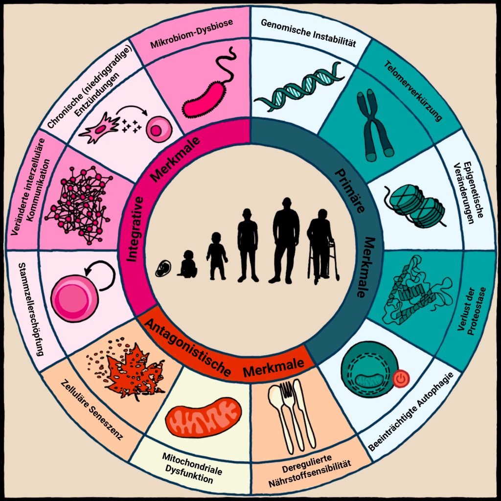 Die 12 Kennzeichen des Alterns: Eine Entdeckungsreise in die ...